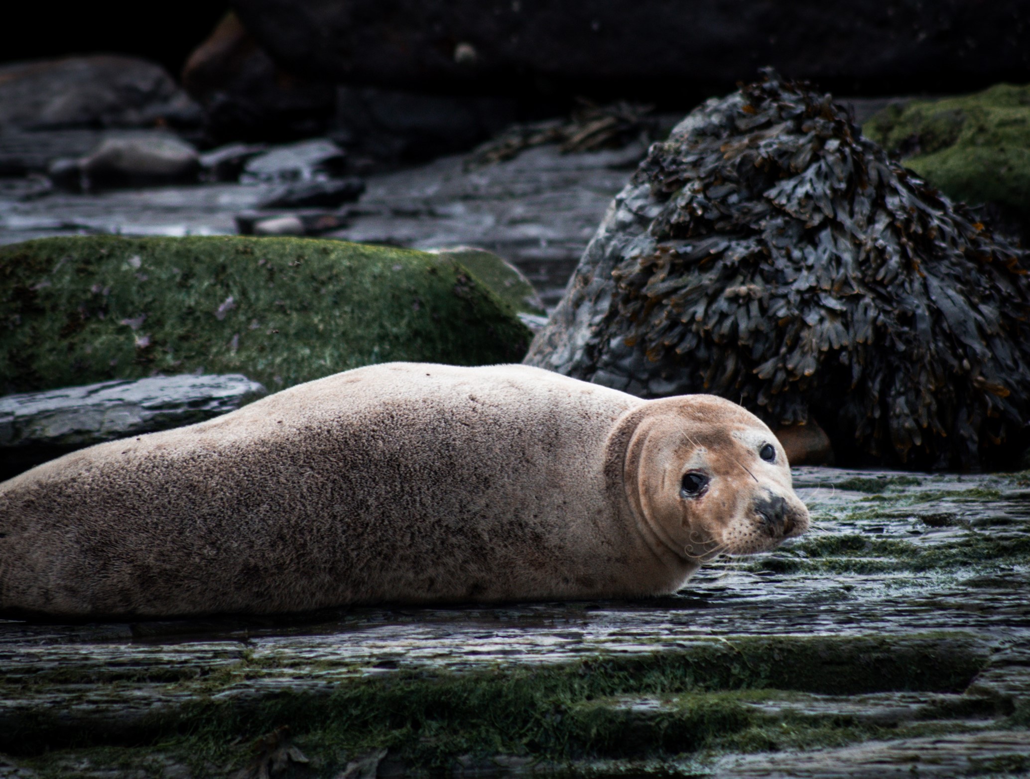 The Ravenscar Seal Colony - The Wild Outdoors